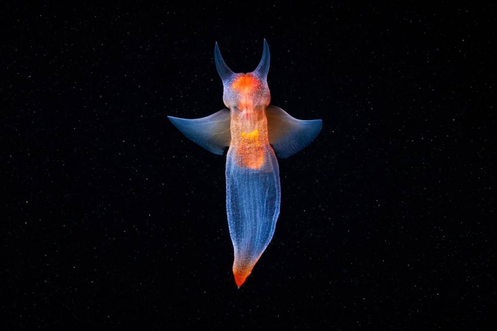 Bizarre Deep-Sea Creatures: Discovering the Extraordinary Bizarre Deep-Sea Creatures: Discovering the Extraordinary