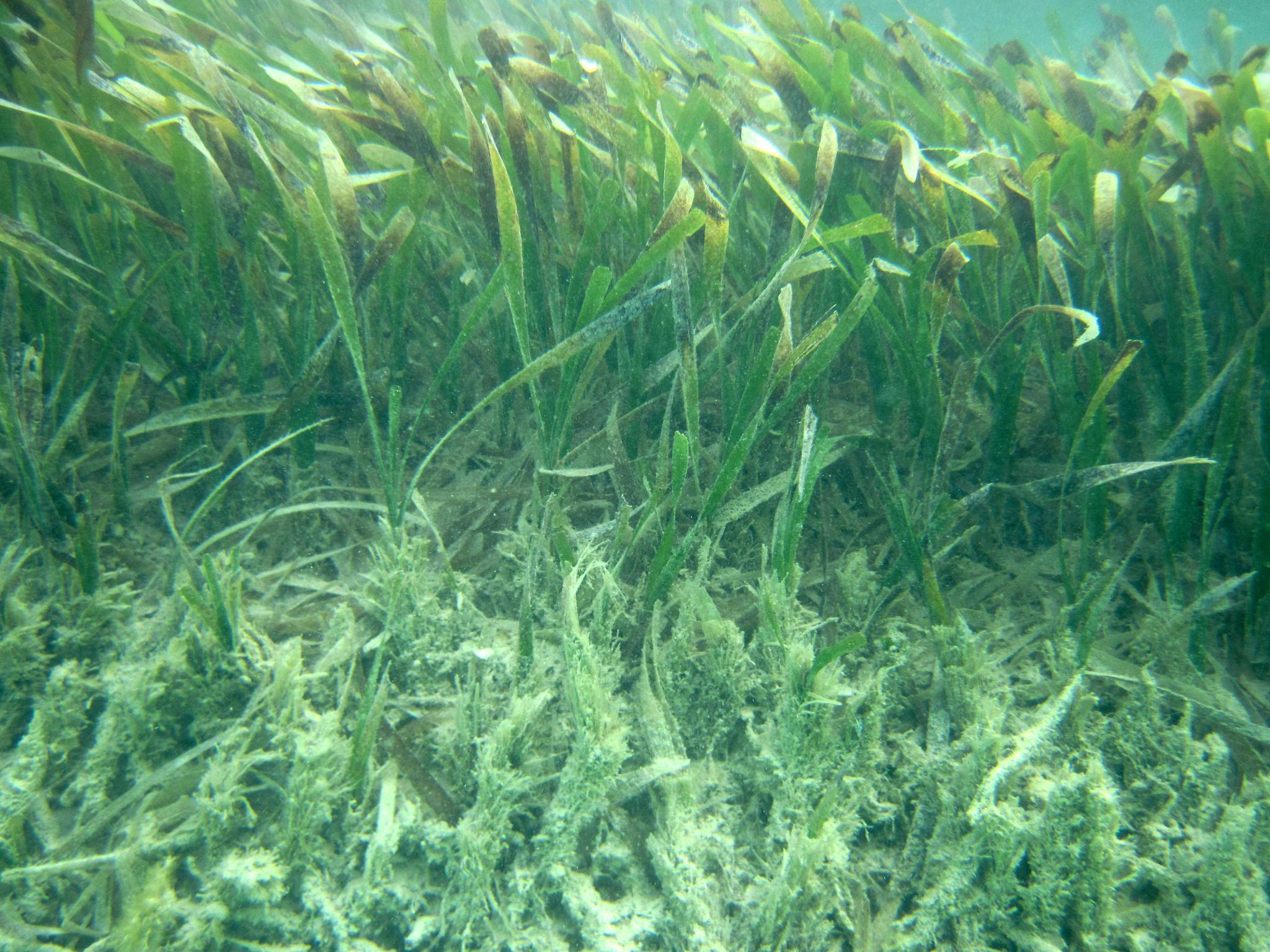 Clear vs Murky Water: Understanding Water Clarity - Beach Homes Realty ...